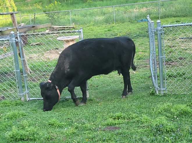 Missing cow with dwarfism found in North Carolina