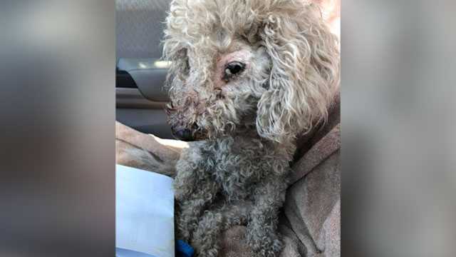 Senior poodle, 'near death,' found dumped with mouth taped shut, hogtied