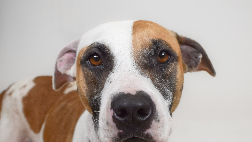 Florida animal rescue to save thousands through transport program