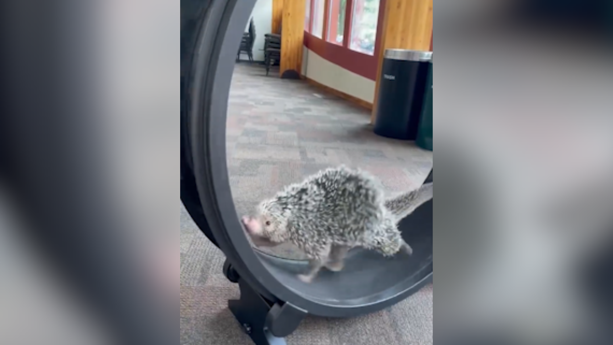 WATCH: Viral sensation Rico gets runs on exercise wheel at Cincinnati Zoo