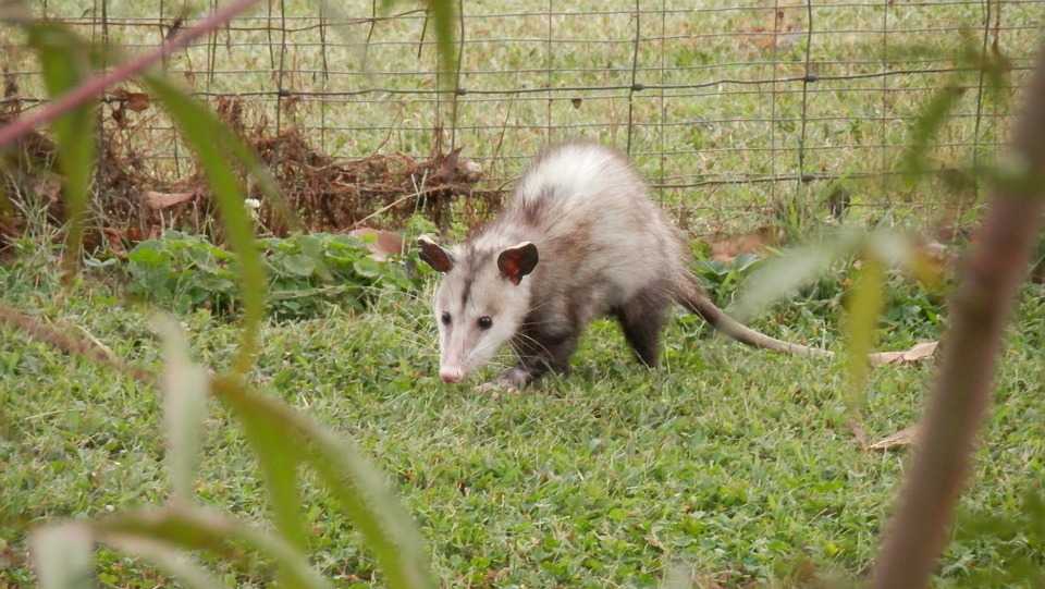 Possum problems led man to set fire that spread to his Lancaster home