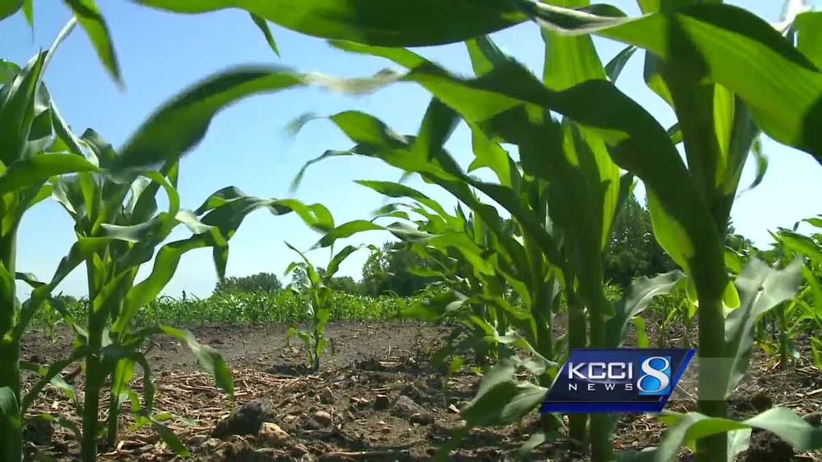 How dangerous heat could affect Iowa's corn, soybean crops