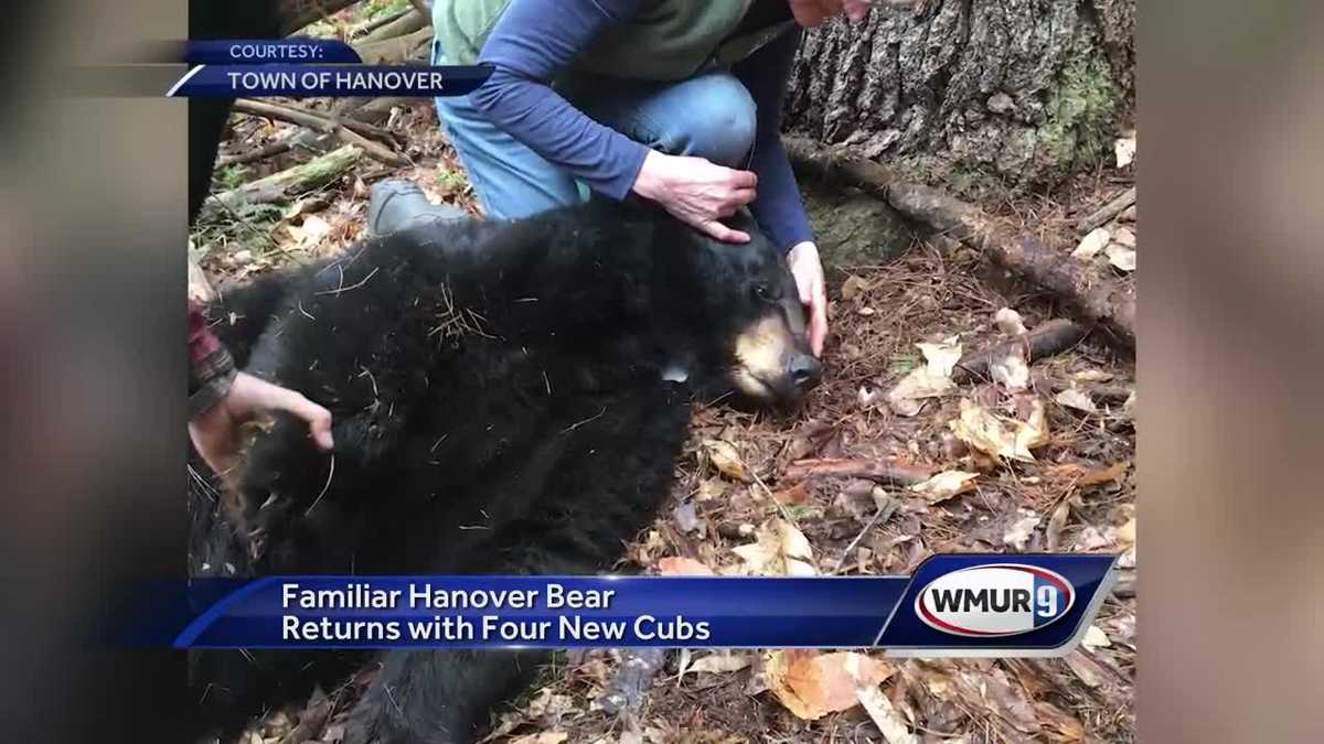 Hanover bear returns with four new cubs