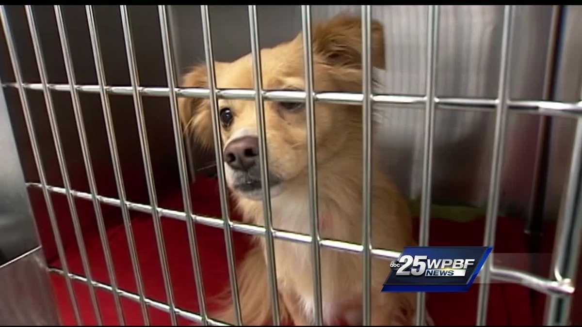 Opioid addicts turn to pet medications to get high