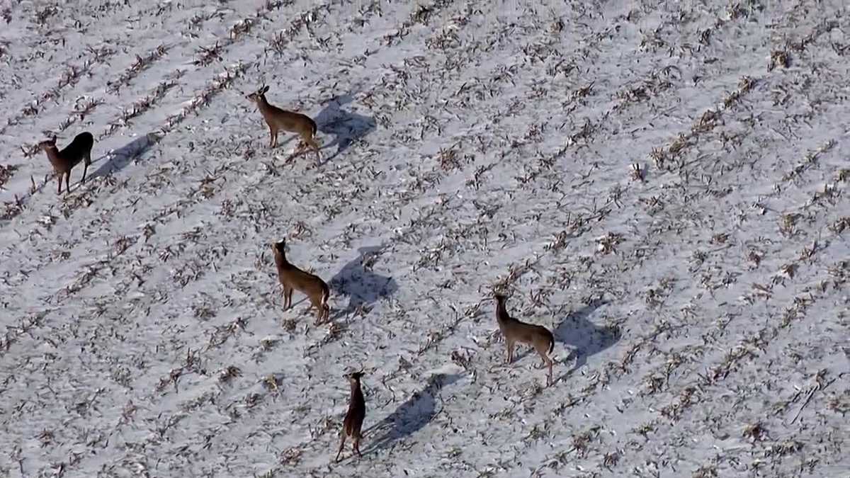 Take an aerial look at last night's snow from WLKY Chopper HD