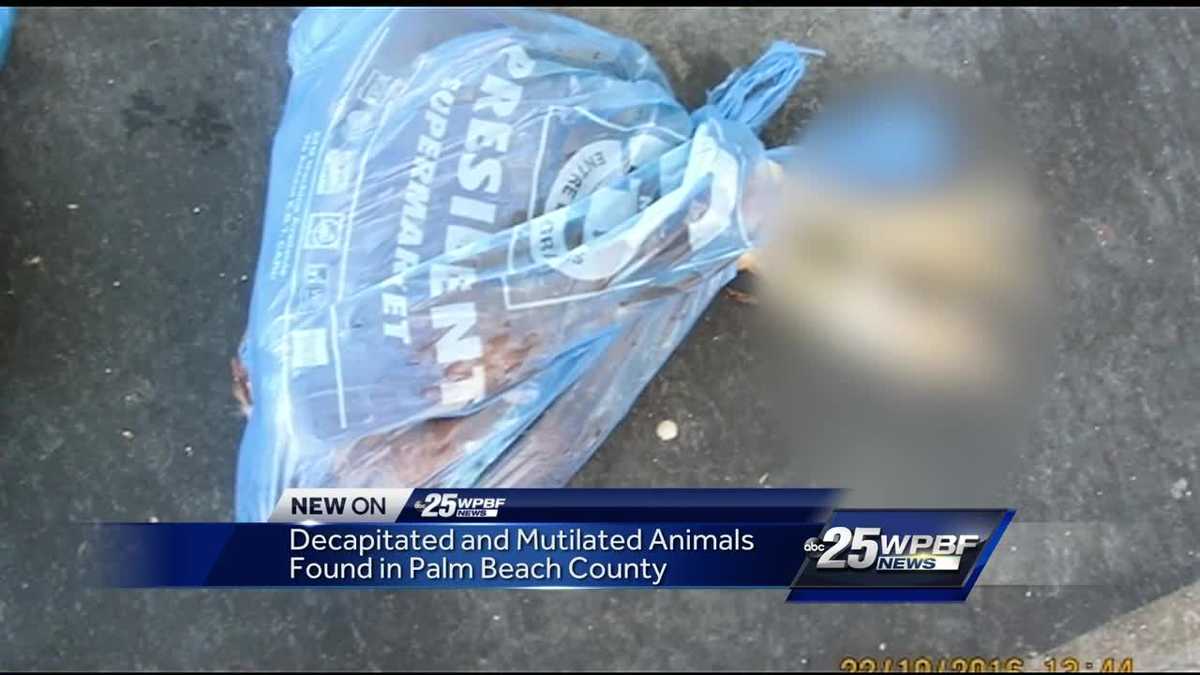 Mutilated animals found in Palm Beach County