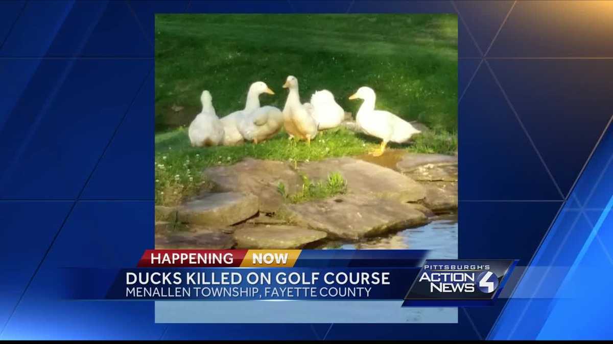 Two ducks found dead on golf course in Uniontown