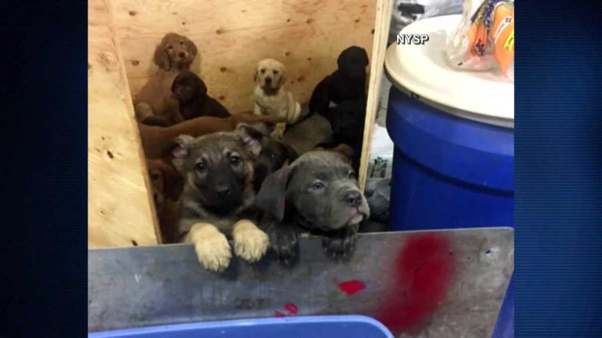These puppies rescued from a crash in N.Y. are so cute
