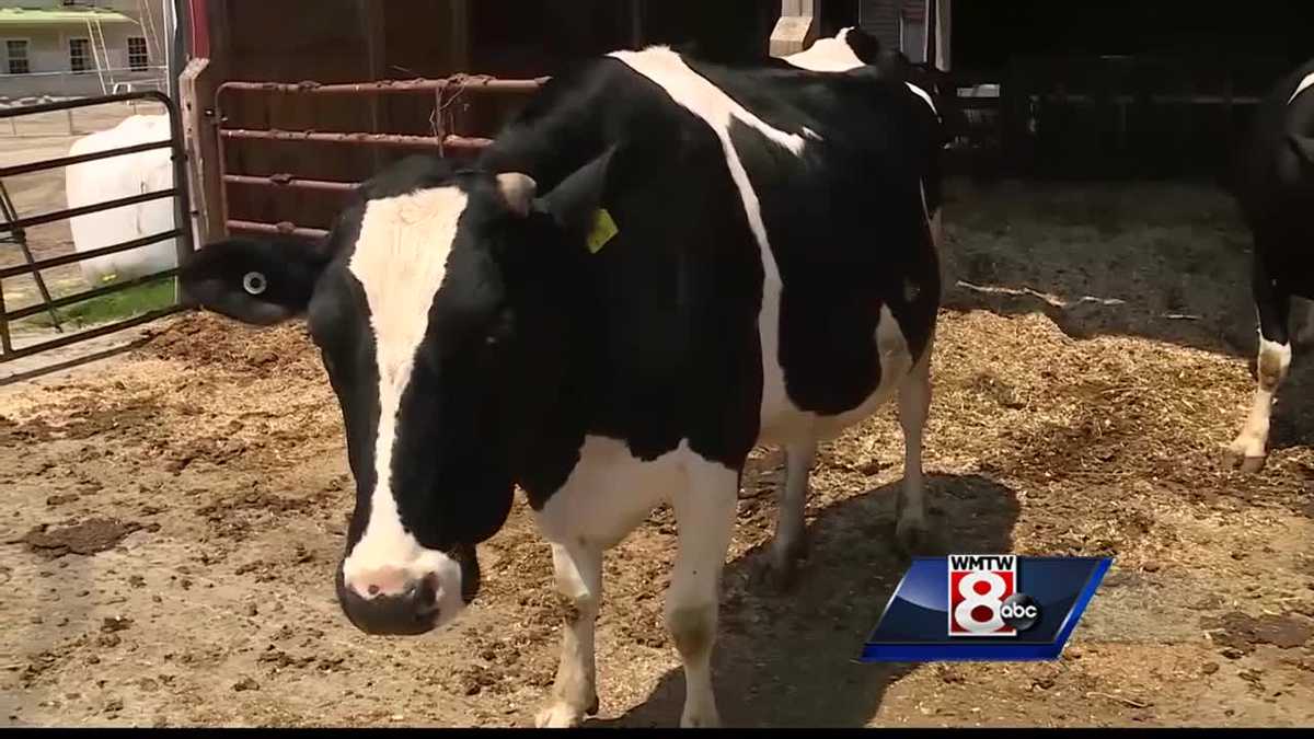 Cow farts and climate change: There's a real connection, scientists say