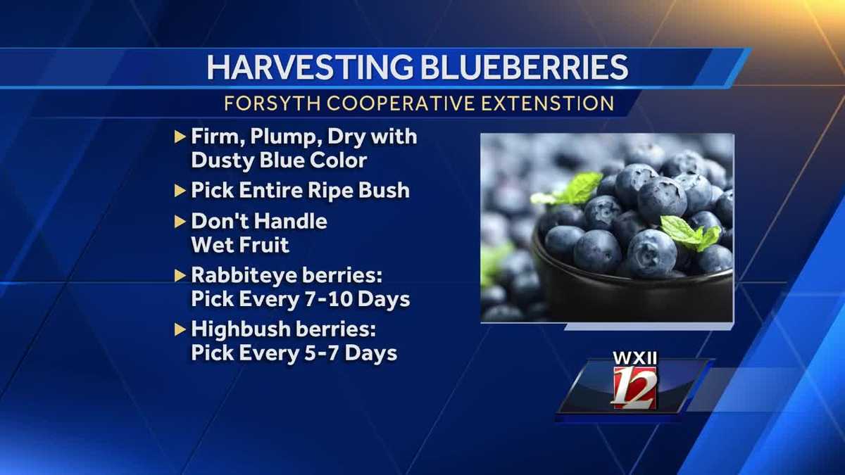 Growing And Harvesting Berries This Summer