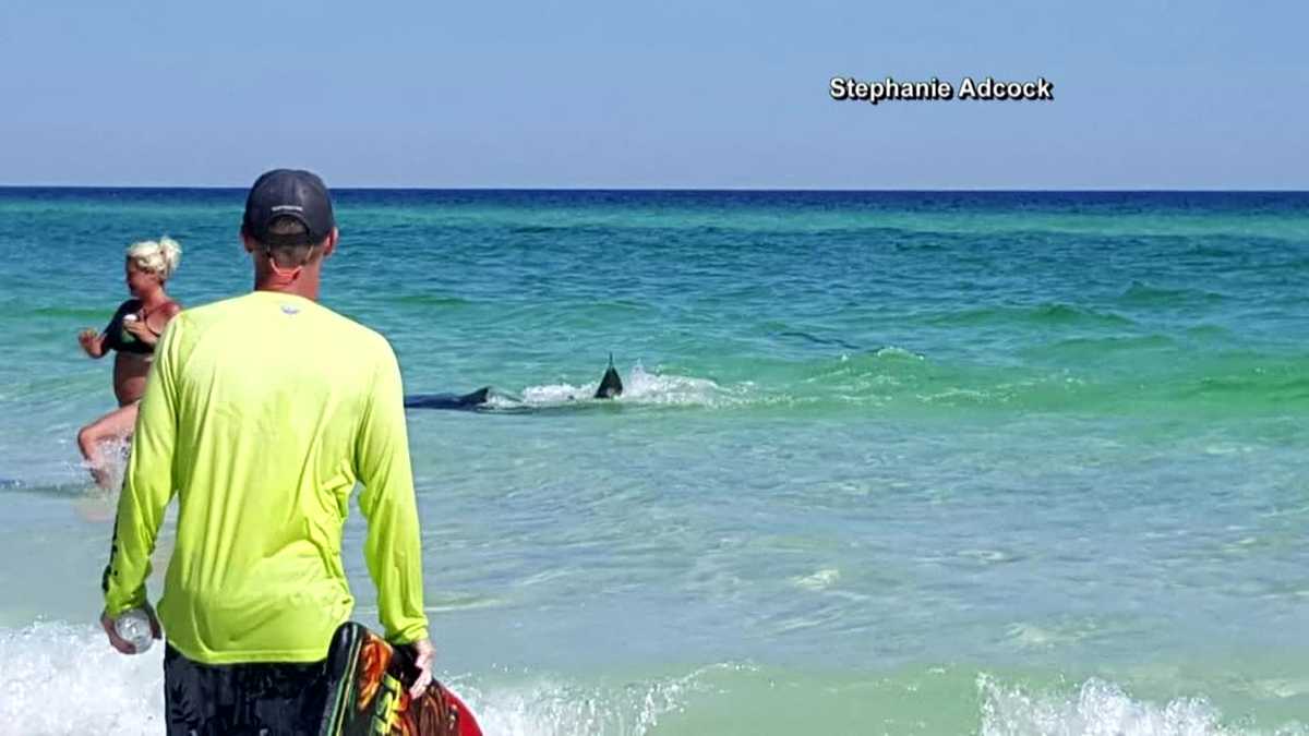 Video shows sharks in ankle deep water at Florida beach