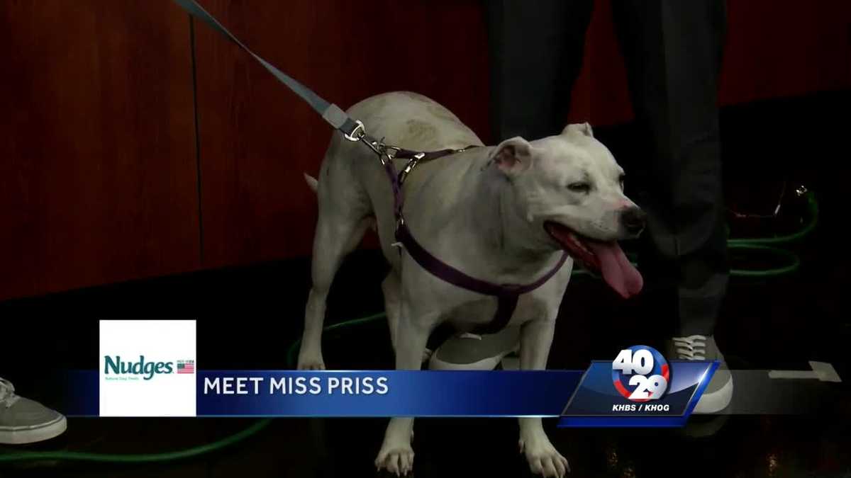 Pets on Set Meet Miss Priss