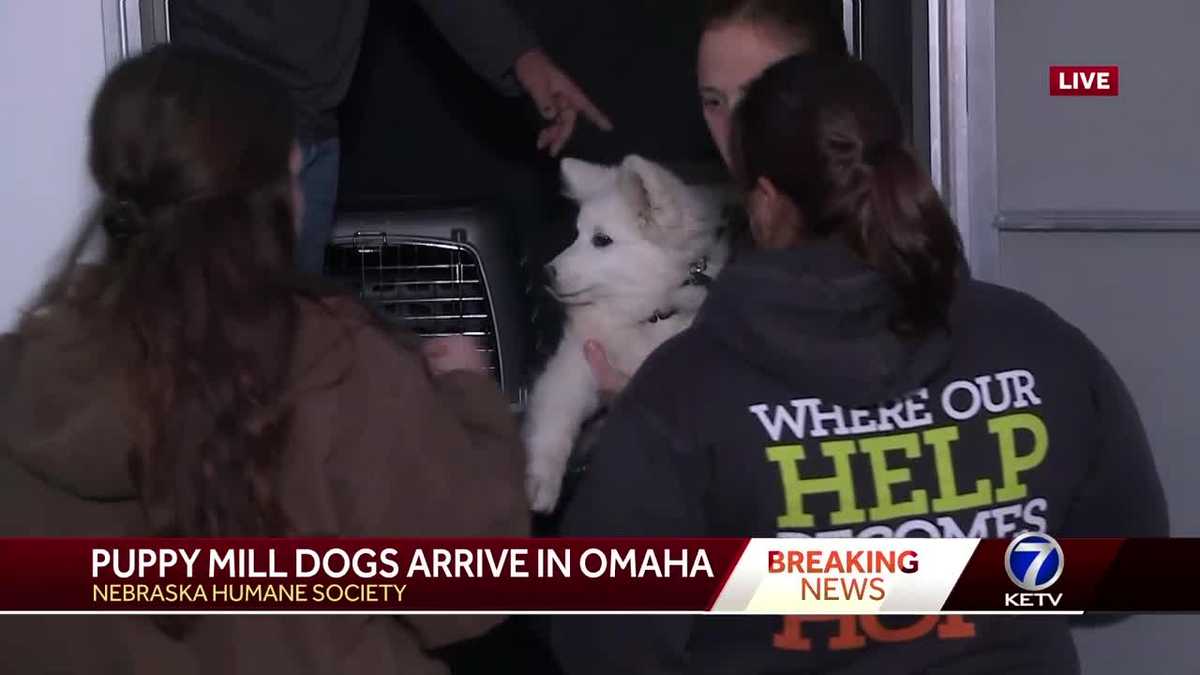 Nebraska Humane Society takes-in more dogs endangered at Iowa puppy mill