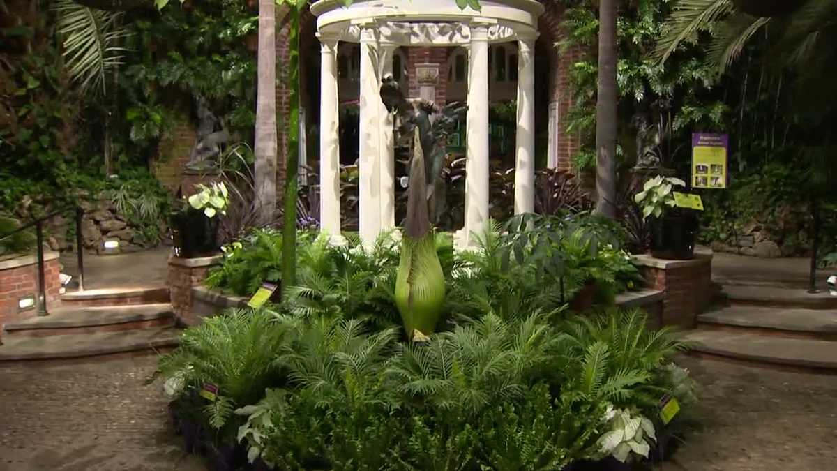 Barbara, a corpse flower at Phipps Conservatory, preparing for surprise ...