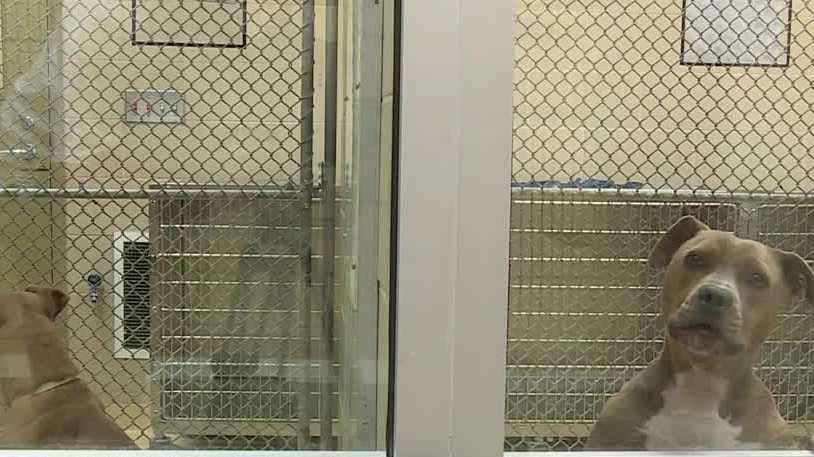 Unchain Winston: Local activist helps pet owners find resources after ...