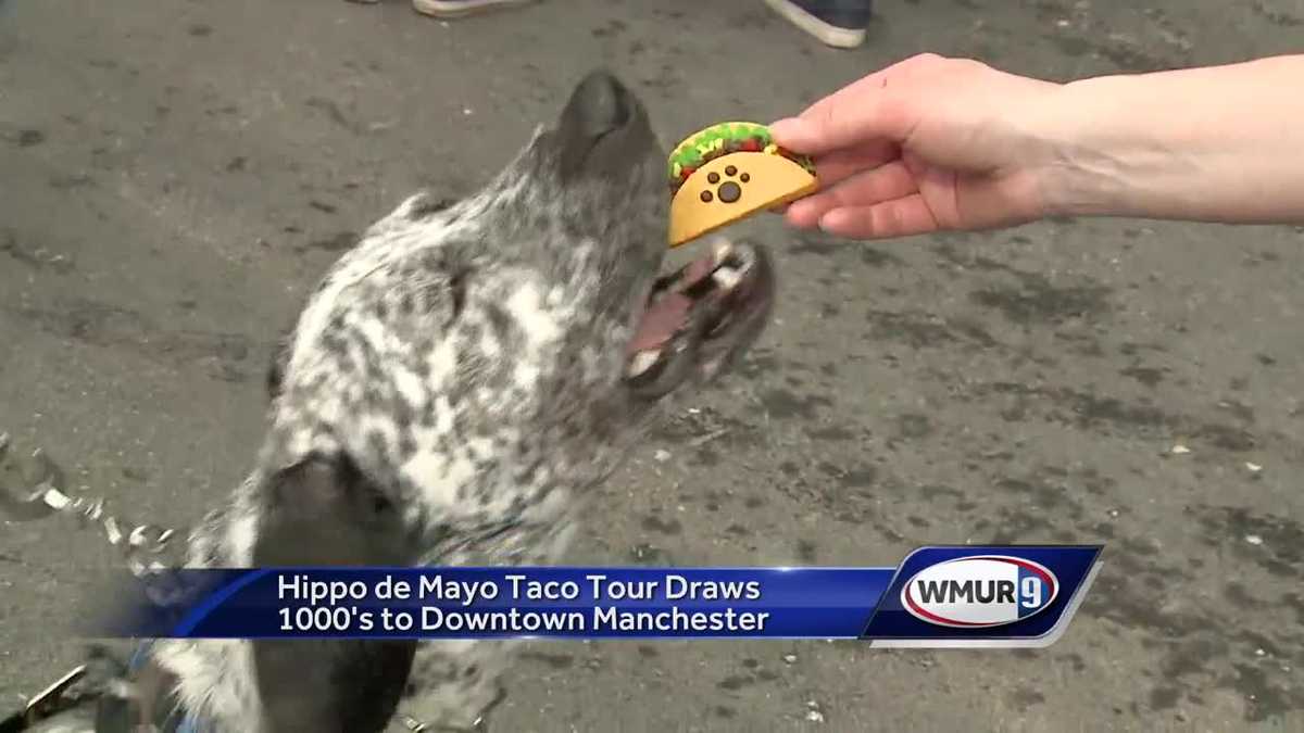 Thousands attend 8th annual Hippo de Mayo Taco Tour
