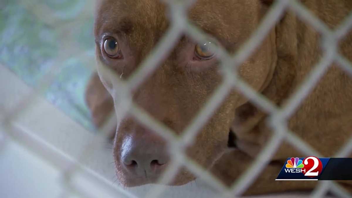 Loose pit bulls bite three people in Daytona Beach, police say