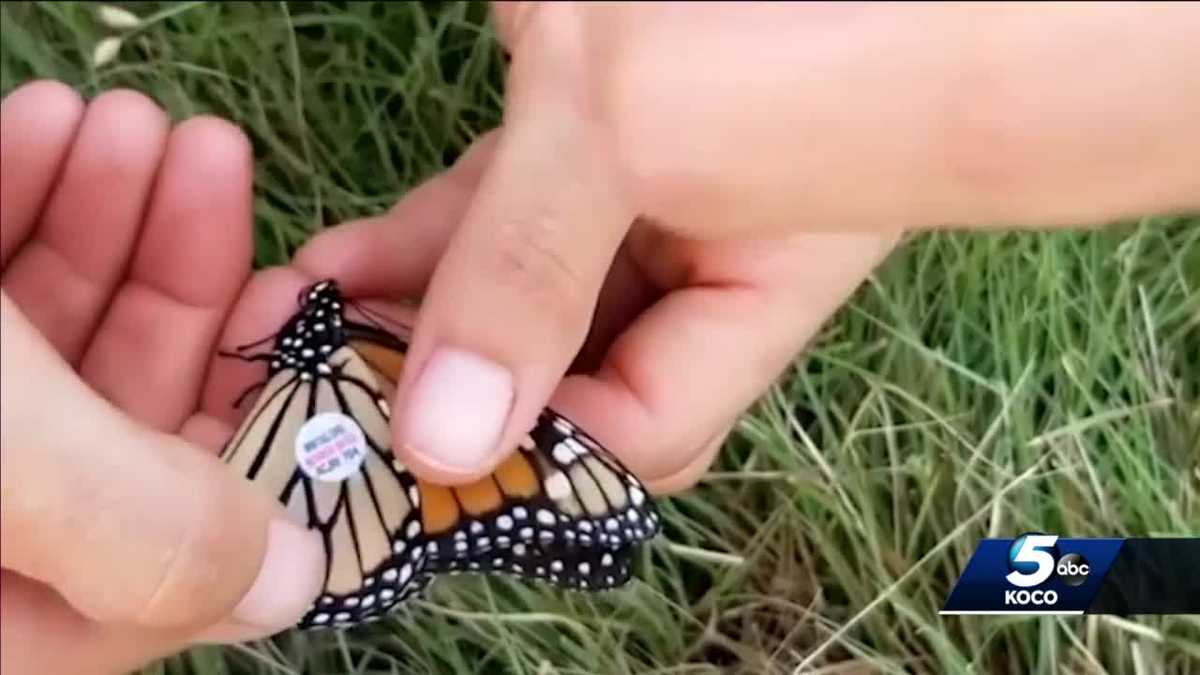 TRACKING MONARCHS: Scissortail Park part of Monarch tagging