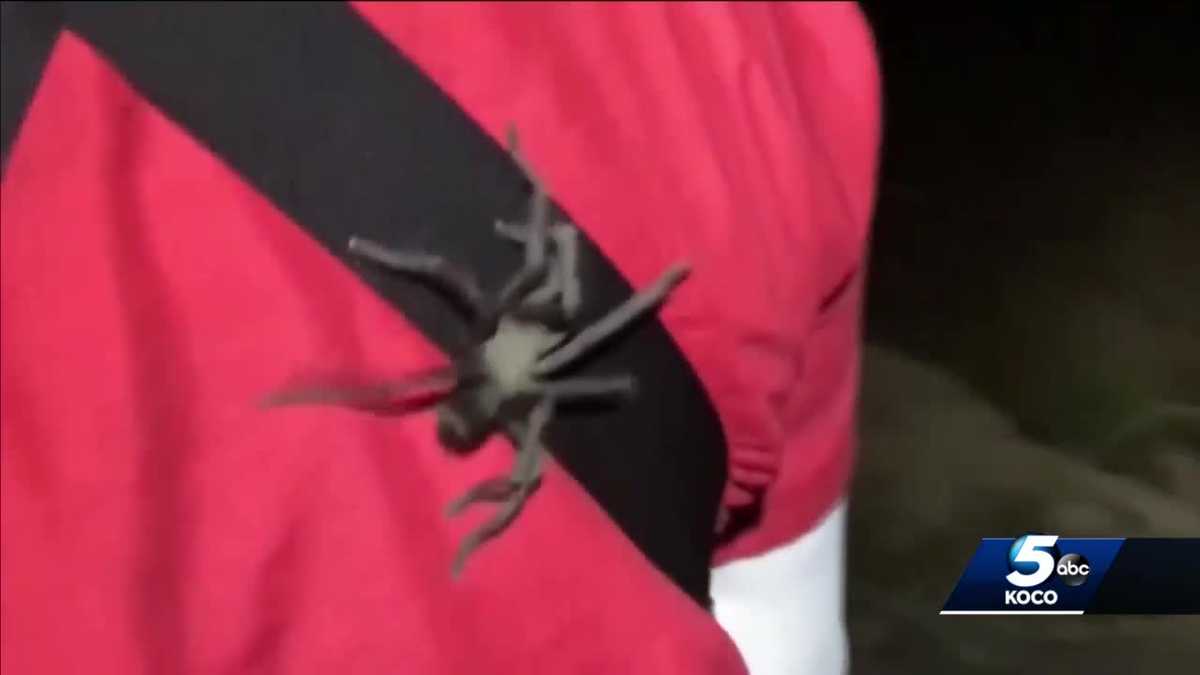 TARANTULA MATING: Seeing more tarantulas? It's mating season