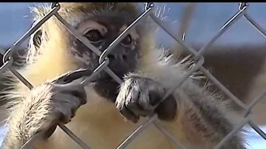 Sanctuary for research monkeys fundraising to do more