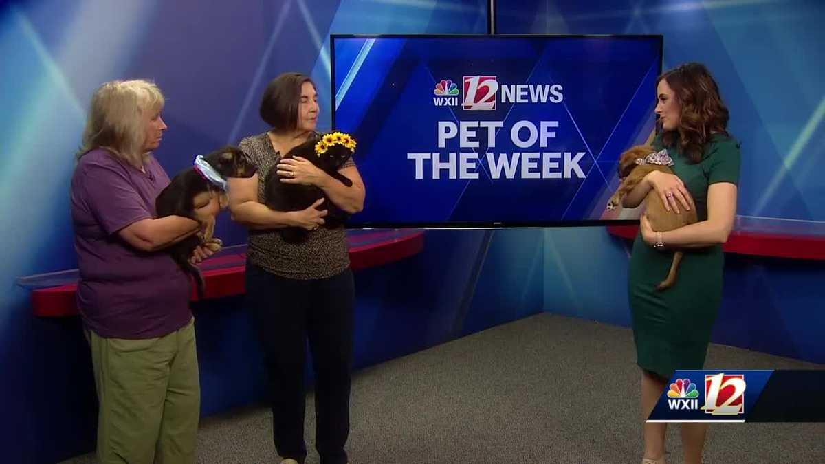 Noon Pets Of The Week: Cooper, Tess & Ash