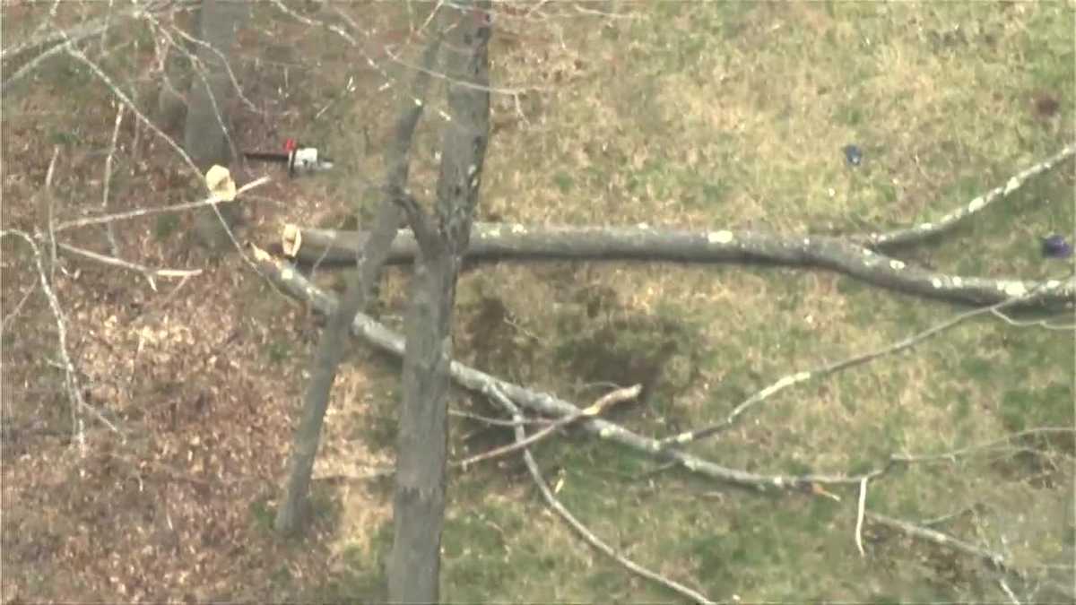 Man, 81, dies after getting hit by tree he was helping cut down