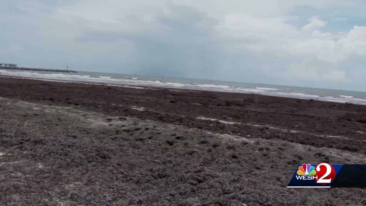 Seaweed taking over Brevard County beaches