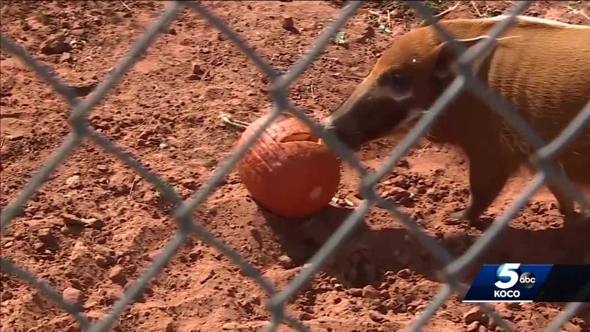 STOMP & CHOMP: OKC Zoo's annual event gives animals tasty treats