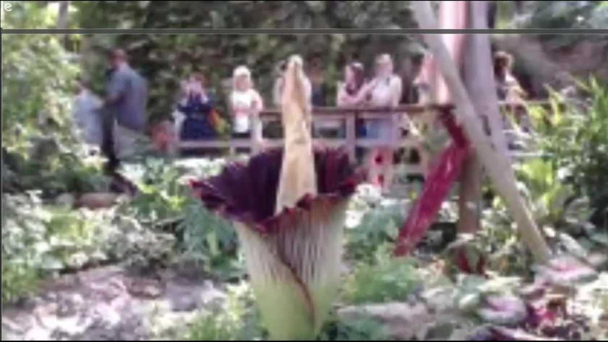 People line up for chance to get a whiff of stinky flower