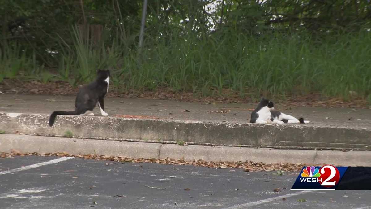 Cats Found Mutilated Near I Drive In Orlando