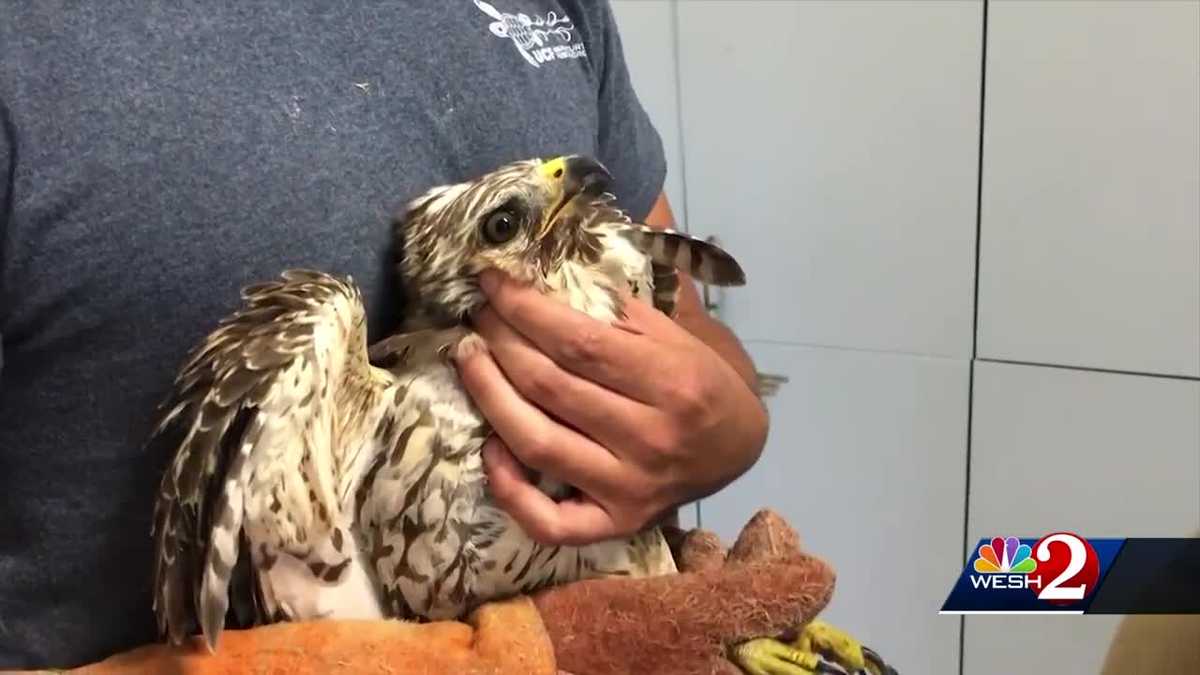 Hawk rescued from tree, fishing line in Orlando
