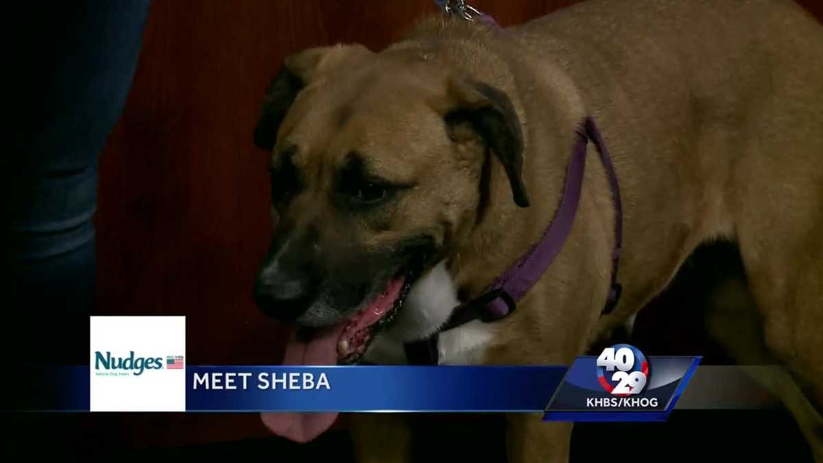 Pets on Set Meet Sheba