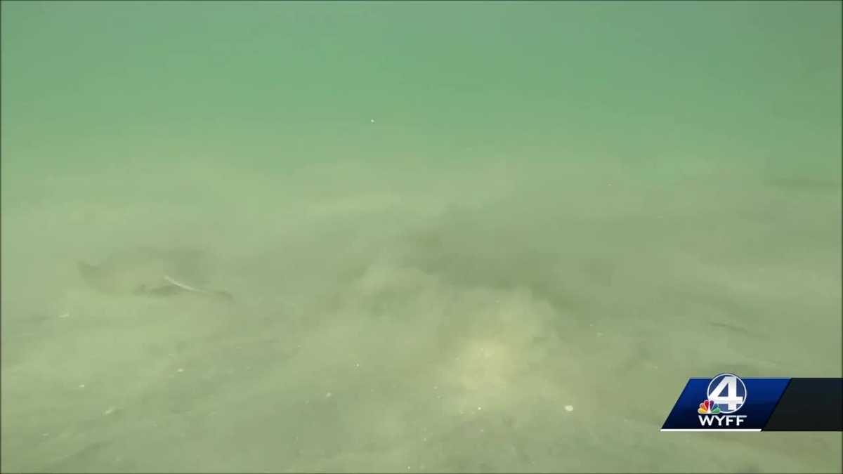 Stingray injuries on the rise along Grand Strand