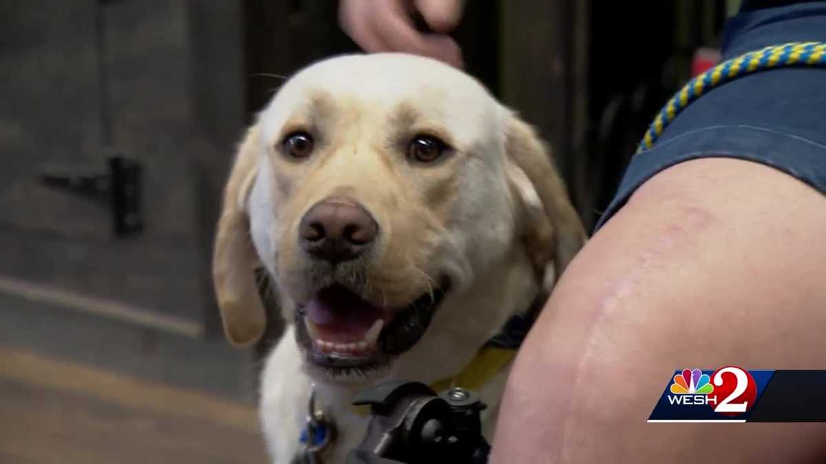 The unseen dangers of fake service dogs in Central Florida
