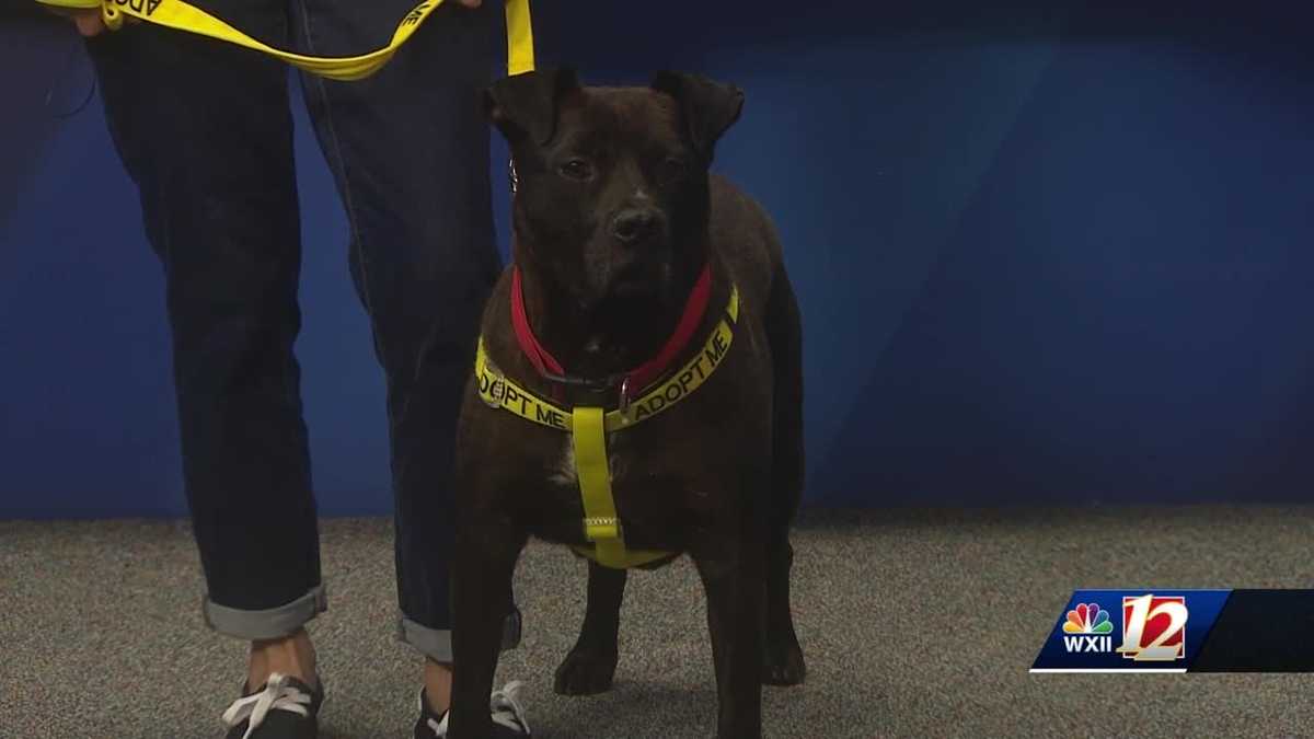 Noon Pet Of The Week: Coolio