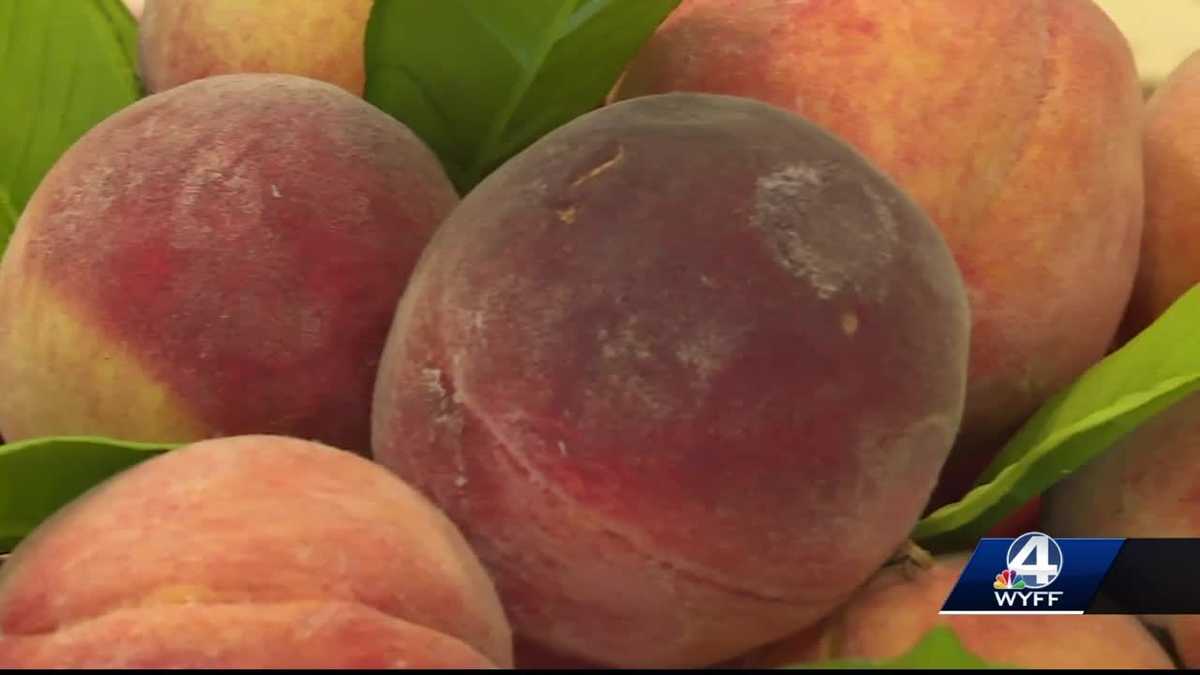 Gaffney celebrates best peach crop in a decade