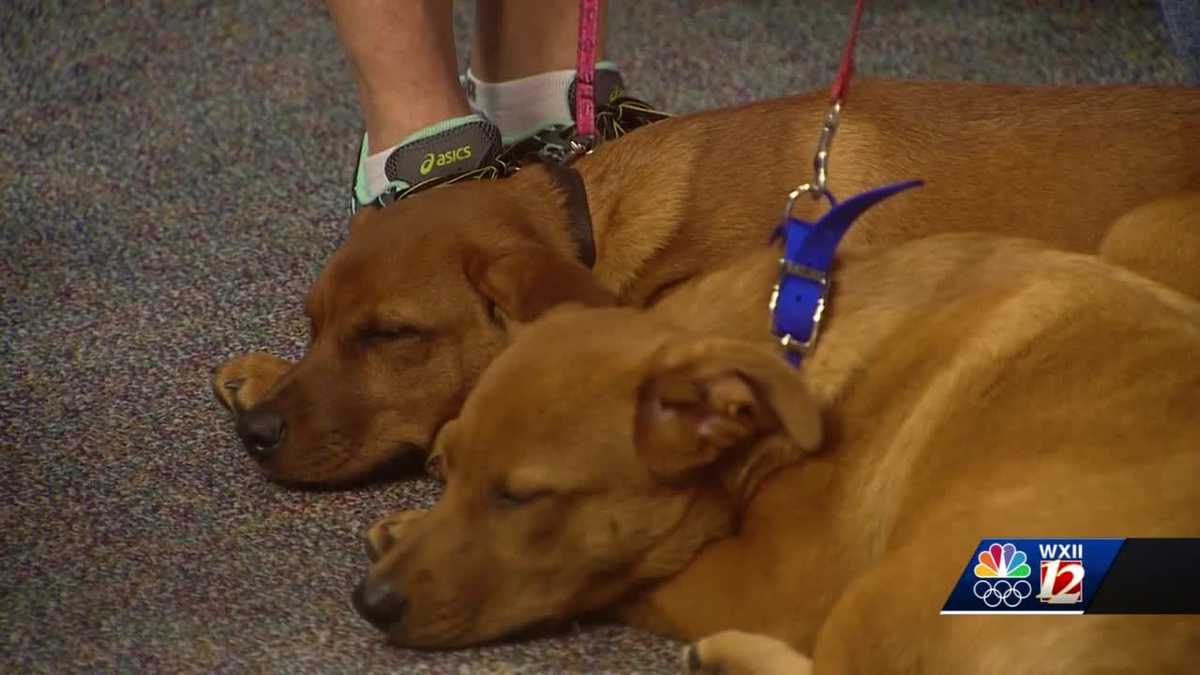Noon Pets Of The Week: Boomer, Ranger & Cotton Noon Pets Of The Week: Boomer, Ranger & Cotton