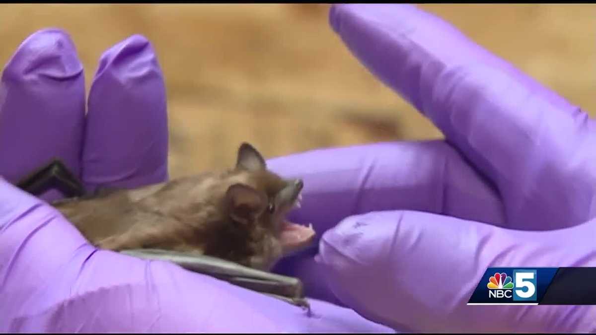 Vermont's 'bat man' rehabs threatened, endangered bats