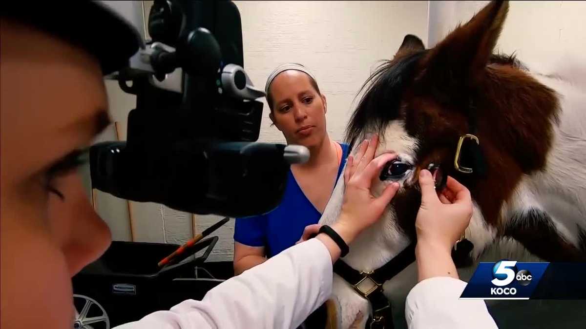 OSU medical center receives new machine to help with equine cataract ...