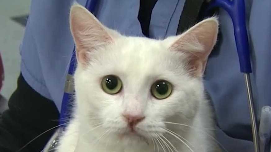 Potentially Fatal Cat Virus Discovered In New England