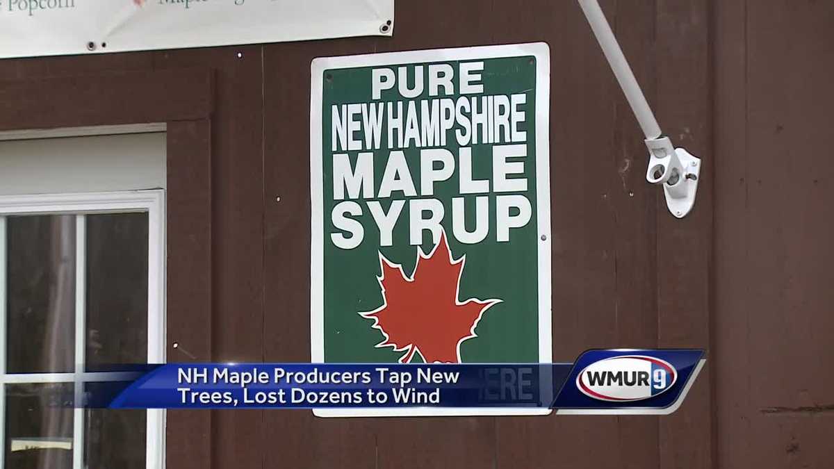 NH maple producers tap new trees after losing dozens to wind