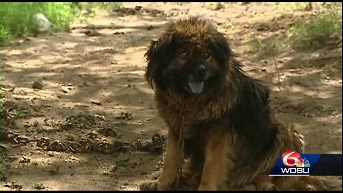 Bill prohibits tying, tethering animals during extreme weather conditions