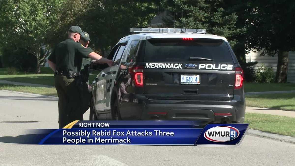 Possibly rabid fox attacks 3 people in Merrimack; search for fox underway