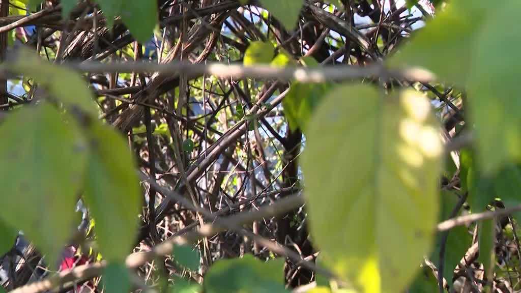 Radio station caller leads officers to dead body in Frederick