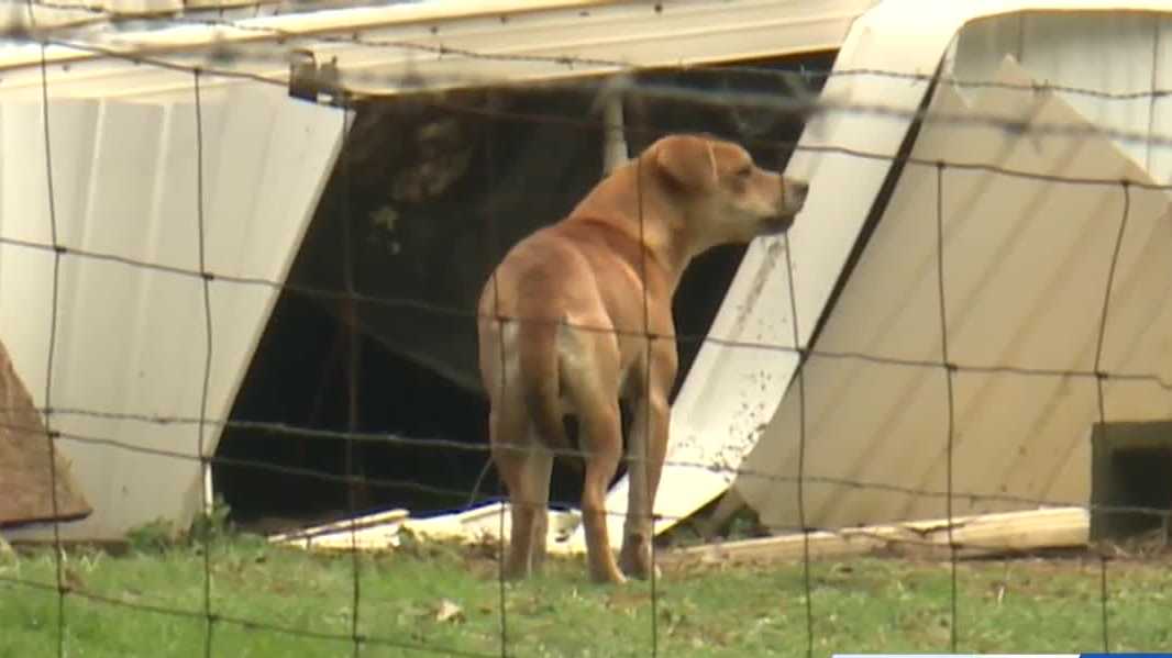 One dog dead and others neglected, leading to arrest and Walker County ...