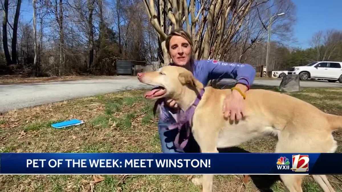 Noon Pet Of The Week: Winston