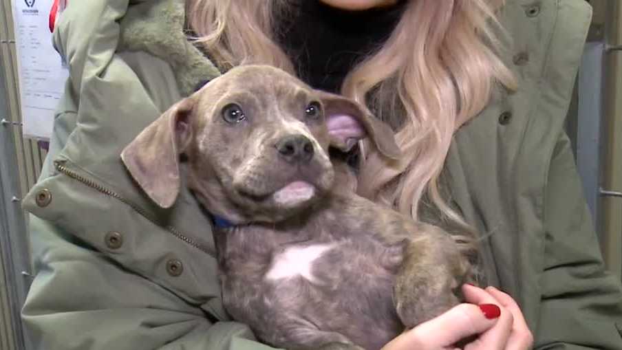 'I heard a little yapping dog and I saw this little tiny puppy, just ...