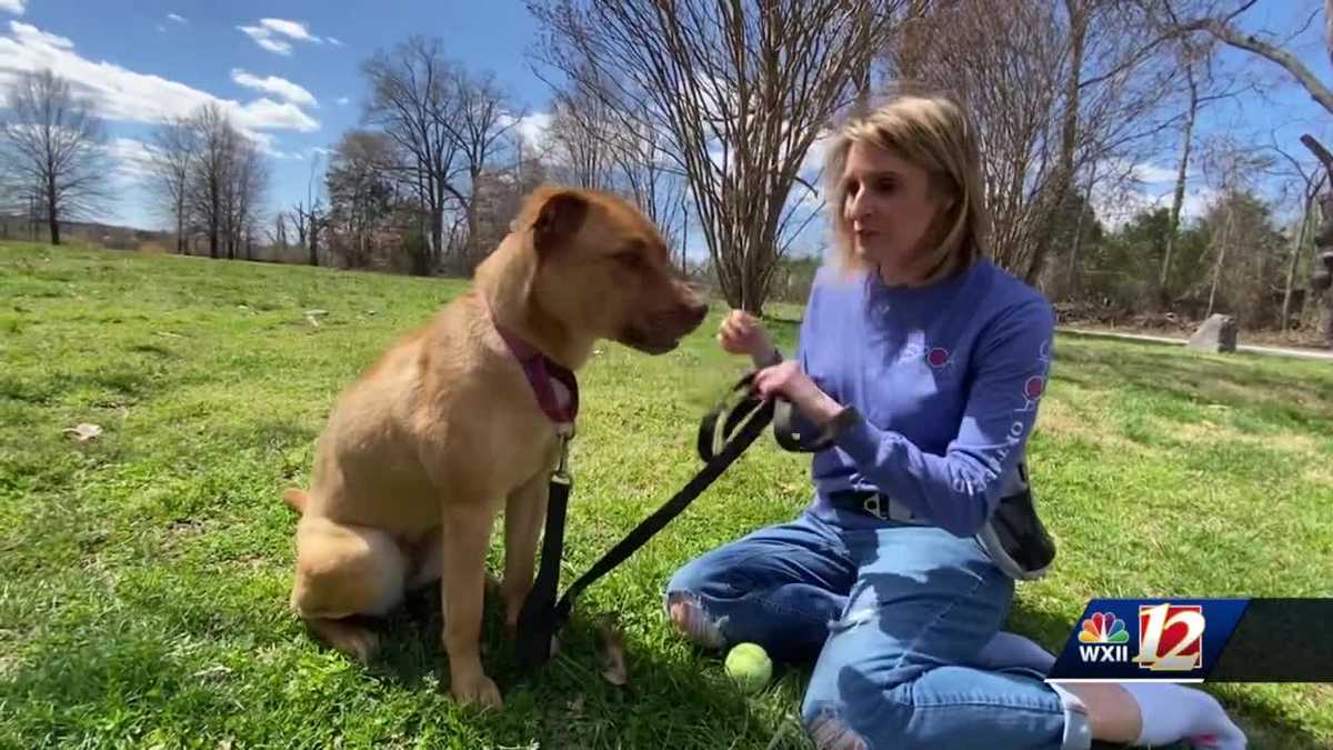 Noon Pet Of The Week Winnie