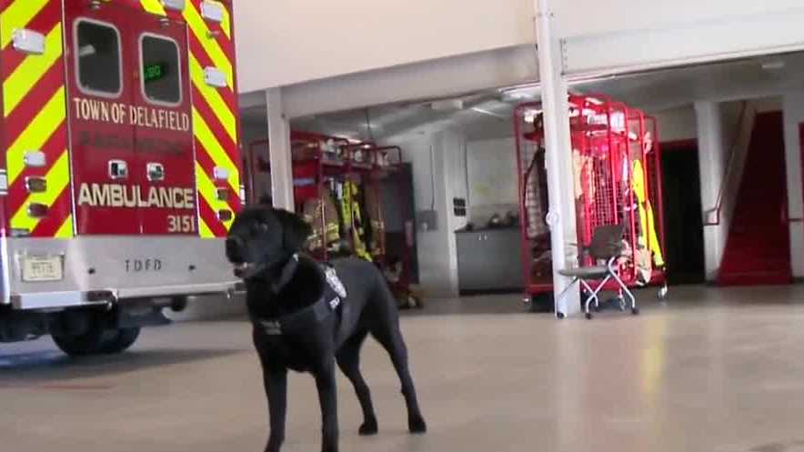 K-9 Tesla comforted Delaney Krings in the hospital, now she will ...