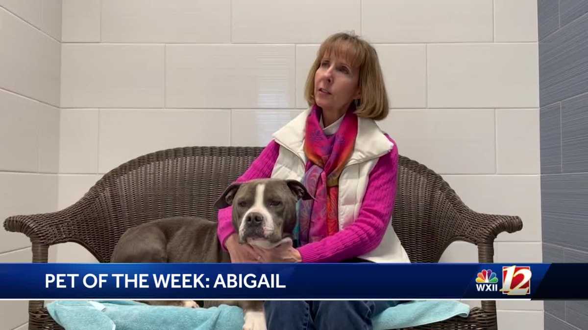 Noon Pet Of The Week: Abigail